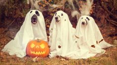 Halloween in Spanish: Vocabulary & Verbs To Know