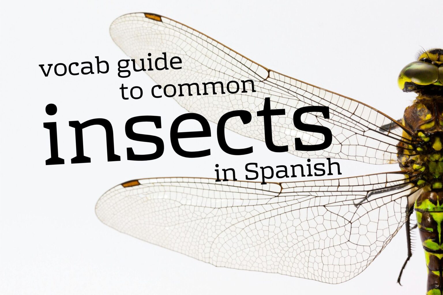 Insects in Spanish: A quick vocab guide