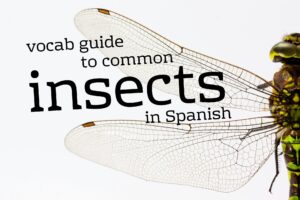Insects in Spanish: A quick vocab guide