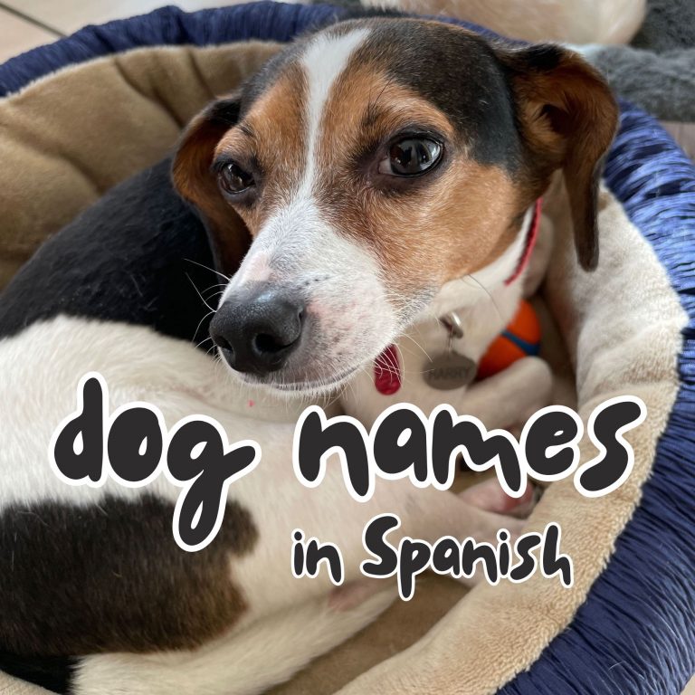 Dog Names in Spanish: Over 50 popular Spanish dog names!