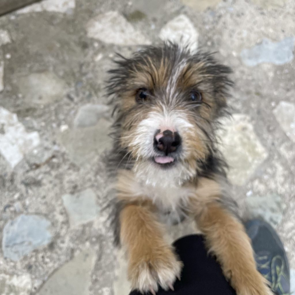 Dog Names in Spanish: Over 50 popular Spanish dog names!