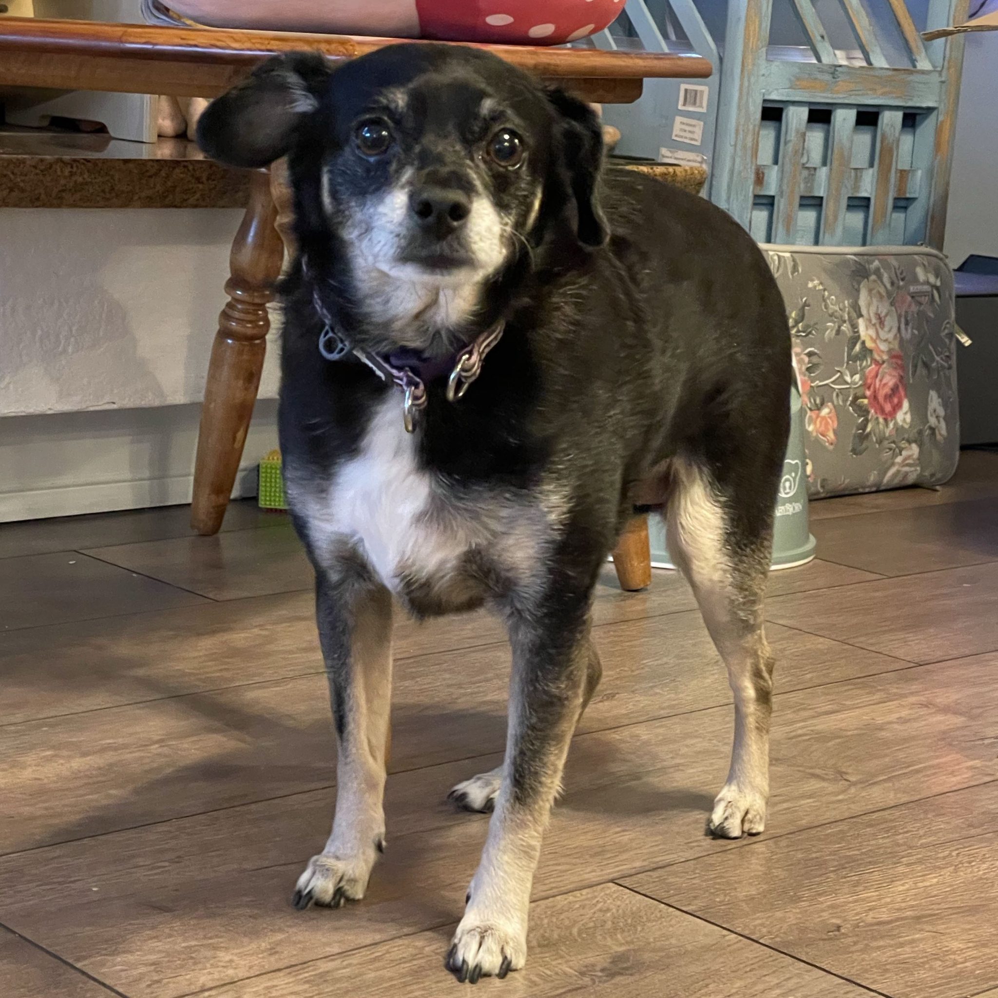 Dog Names in Spanish: Over 50 popular Spanish dog names!