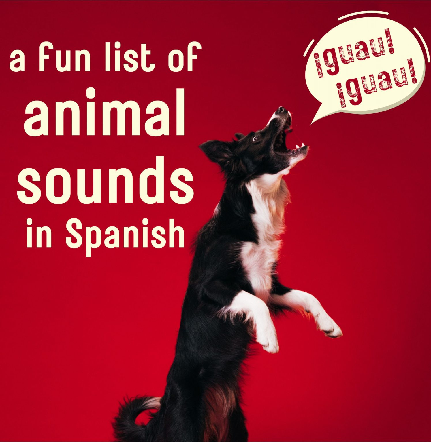 Animal sounds in Spanish: A fun list of Spanish onomatopoeias